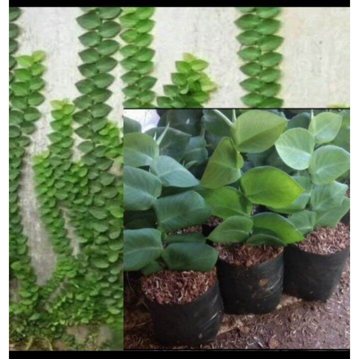 pohon dolar daun besar / tanaman rambat | Lazada Indonesia