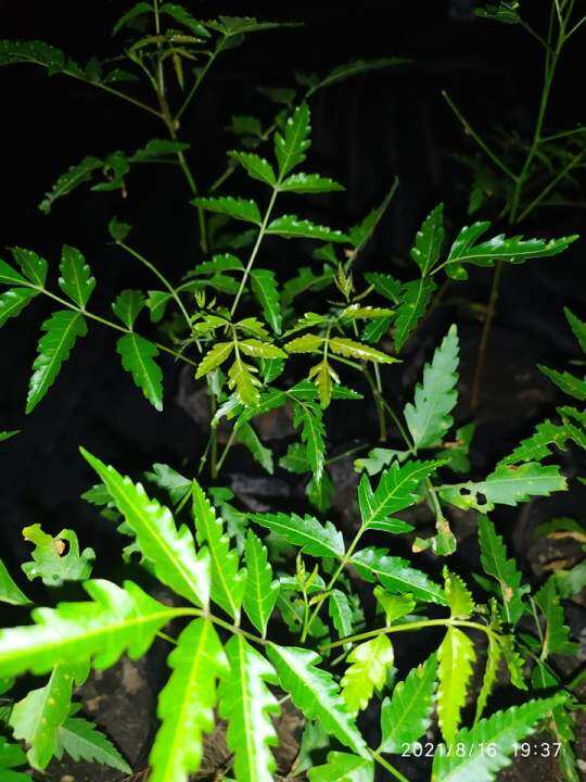Neem Tree seedling (live plant) | Lazada PH