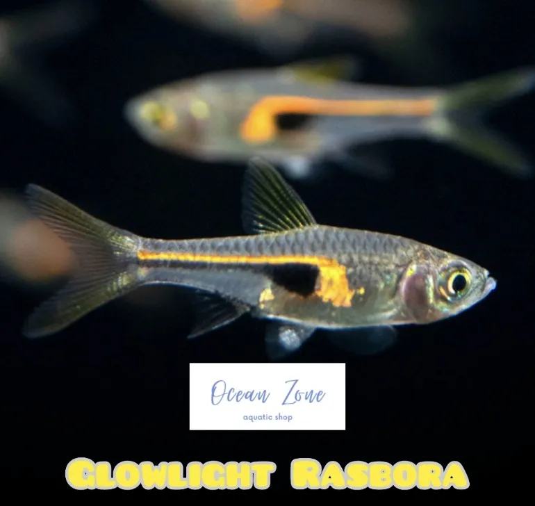 Glowlight Rasbora