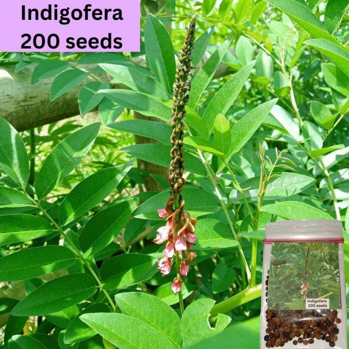 Indigofera 200 seeds Indigofera Zollingeriana Forage seeds | Lazada PH