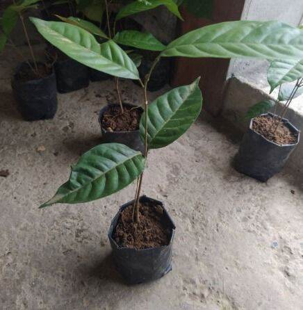 【GW】ANAK POKOK LANGSAT DUKU🌱POS KE SELURUH MALAYSIA | Lazada