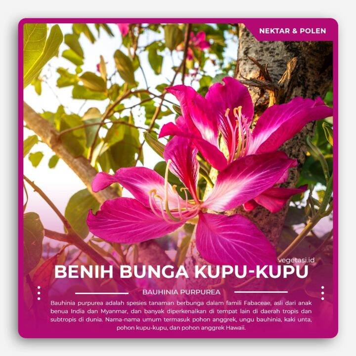 Benih Bunga Kupu Kupu / Bauhinia Purpurea / Tayuman / Pelikacu / Pohon ...