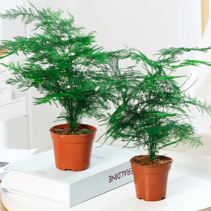 50 PcsPack Asparagus Fern Tree Seeds Evergreen Indoor Potted Plants ...