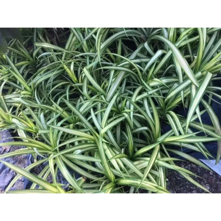 Thornless pandanus Real Plant Pokok panda hotselling indoor outdoor ...