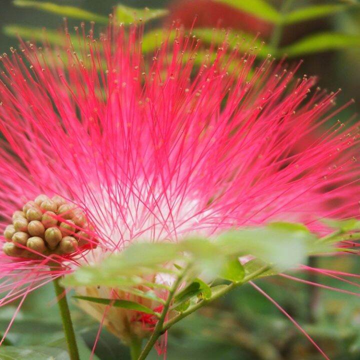 Pokok Calliandra Dwarf Pink Calliandra Pink Poddle Calliandra White ...