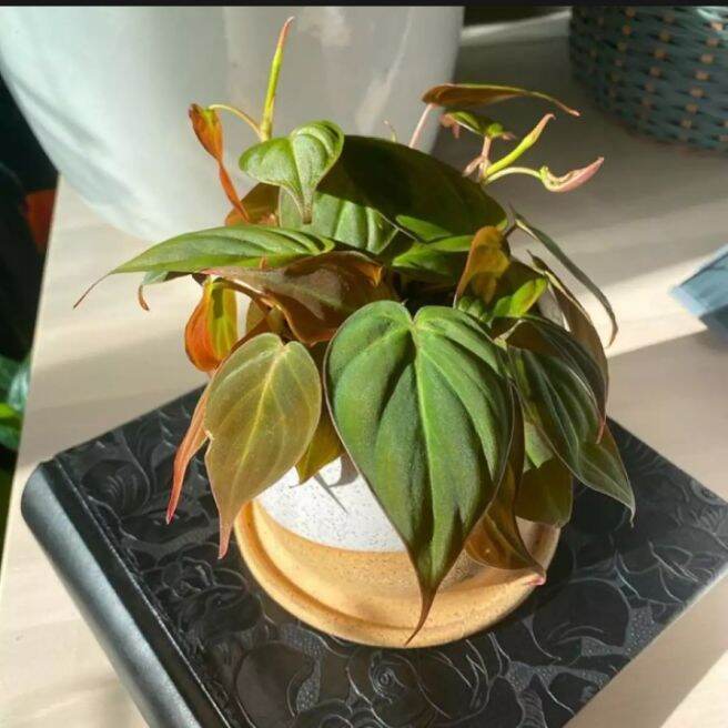 tanaman hias philodendron micans / philo mican / tanaman rambat indoor ...