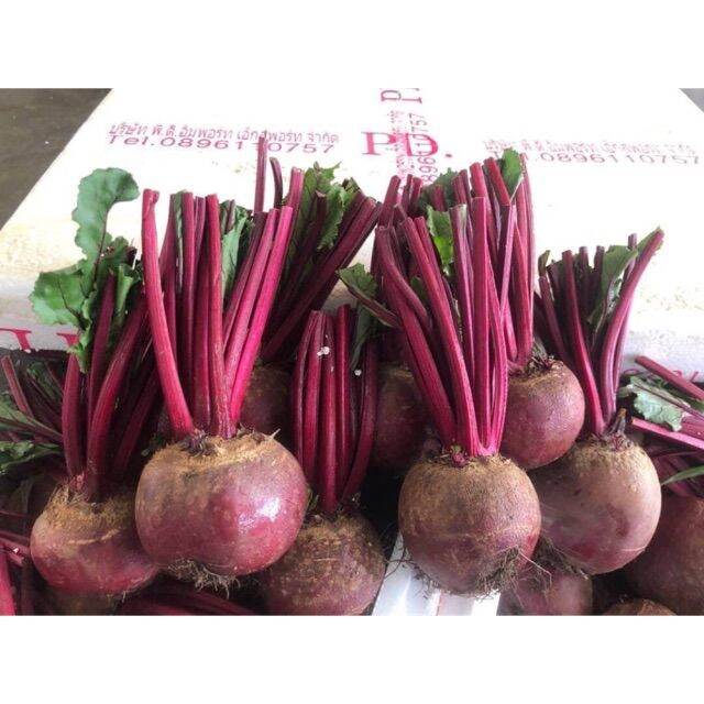 💜1 กิโล💜บีทรูท Beetroot หัวสดๆ สวย | Lazada.co.th