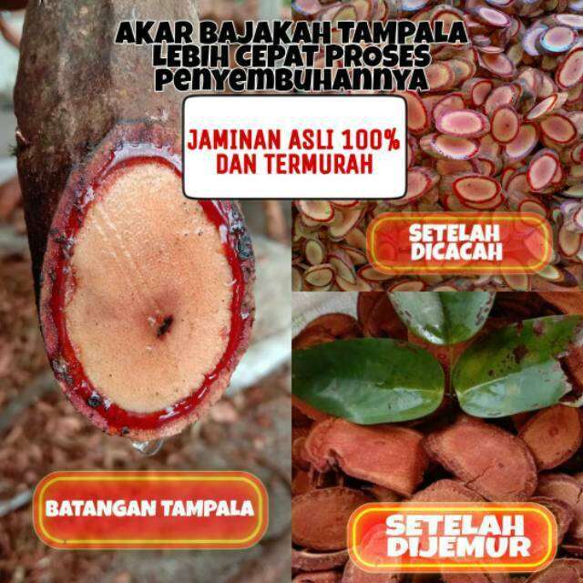 Akar Bajakah Asli kalimantan 1 kg ASLI Kayu Bajakah KALIMANTAN | Lazada ...