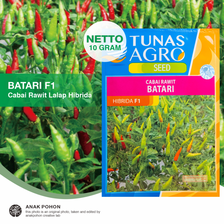 (1 PACK - 10 GRAM) Benih Cabai Rawit Hijau Lalapan BATARI F1 Hibrida ...