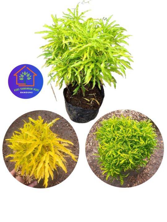 COD Tanaman hias brokoli 3 paket tanaman hias outdoor daun rimbun ...