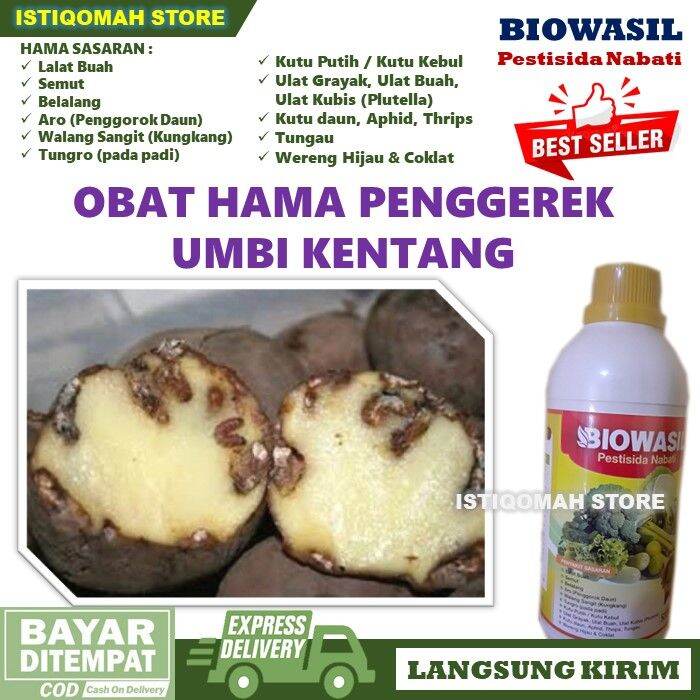 Obat Hama Penggerek Umbi Kentang Paling Ampuh BIOWASIL 500ML Pestisida ...