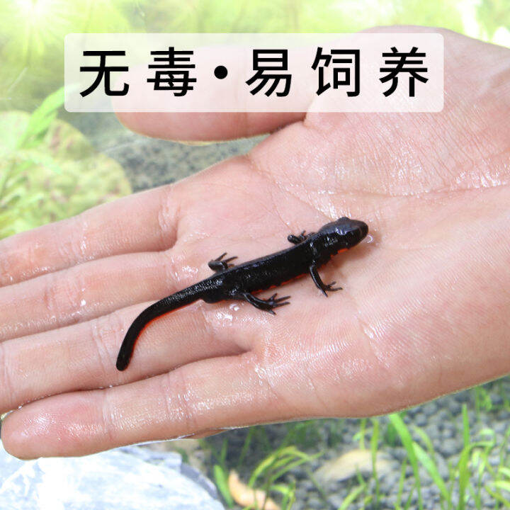 Charmander fish live cold water fish scavenger Oriental salamander ...