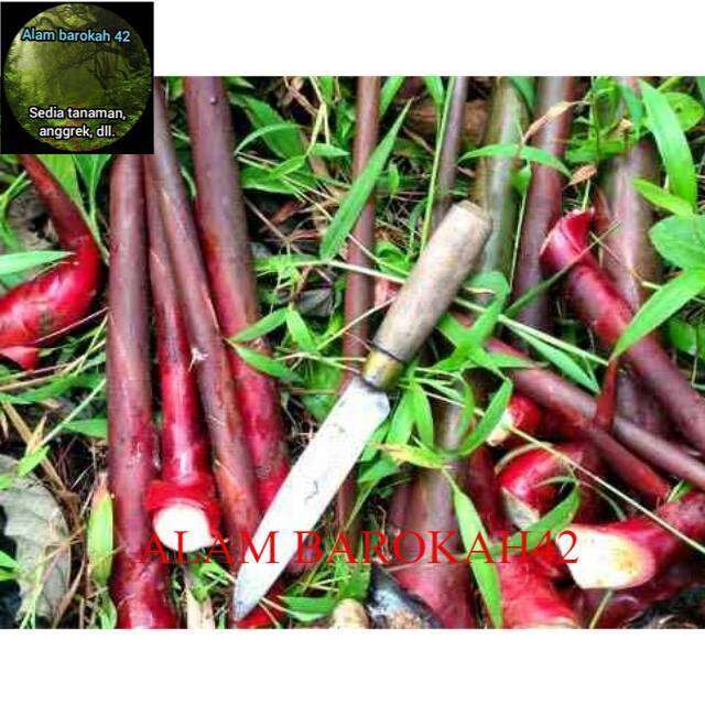 Umbi batang pohon kecombrang/rombeh/combrang/honje buah merah laka ...