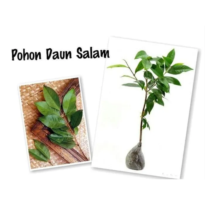 Bibit Tanaman Daun Salam Bumbu Penyedap Rasa alami | Lazada Indonesia