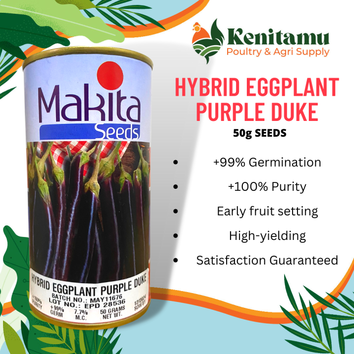 HYBRID EGGPLANT PURPLE DUKE 50g MAKITA SEEDS | Lazada PH