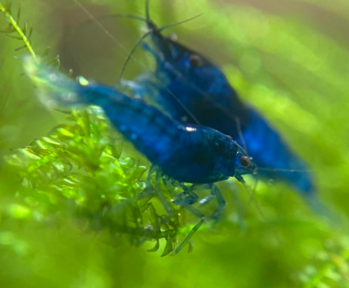 Blue Diamond Shrimp Neocaridina shrimp x 10 pcs by [3k Aquatic] | Lazada
