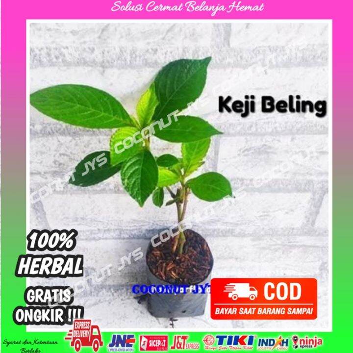bibit tanaman keji beling/pecah beling obat herbal siap tanam | Lazada ...