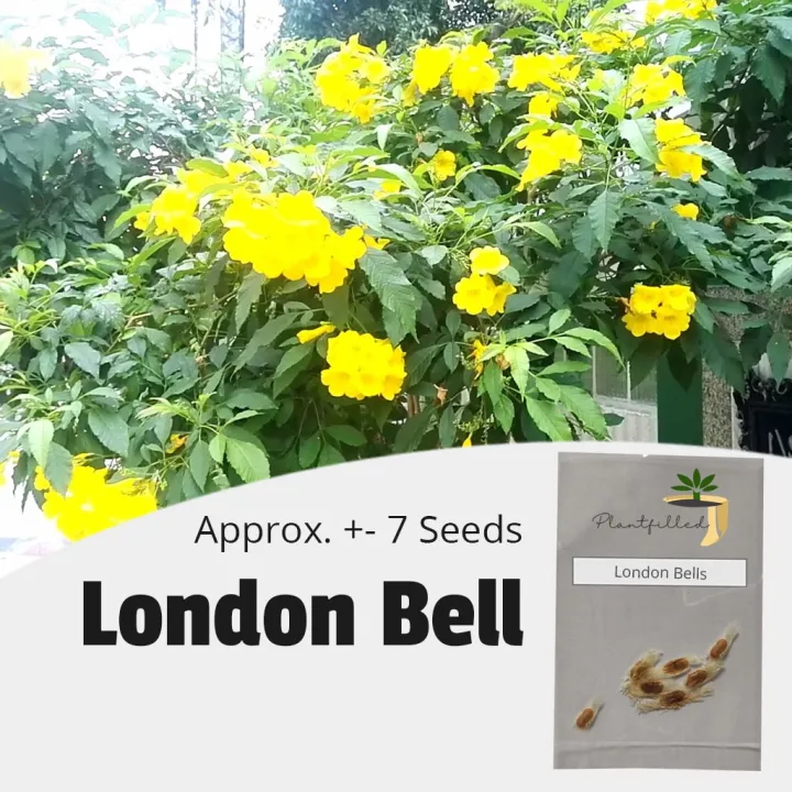 [Plantfilled] London Bell Seeds for planting | Trees | Approx. 10 Seeds ...