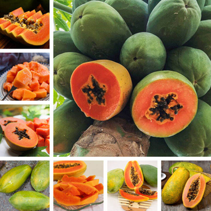 【Malaysia 100% Original】Papaya Seeds 10pcs Rare Fruit Tree Seeds Benih ...