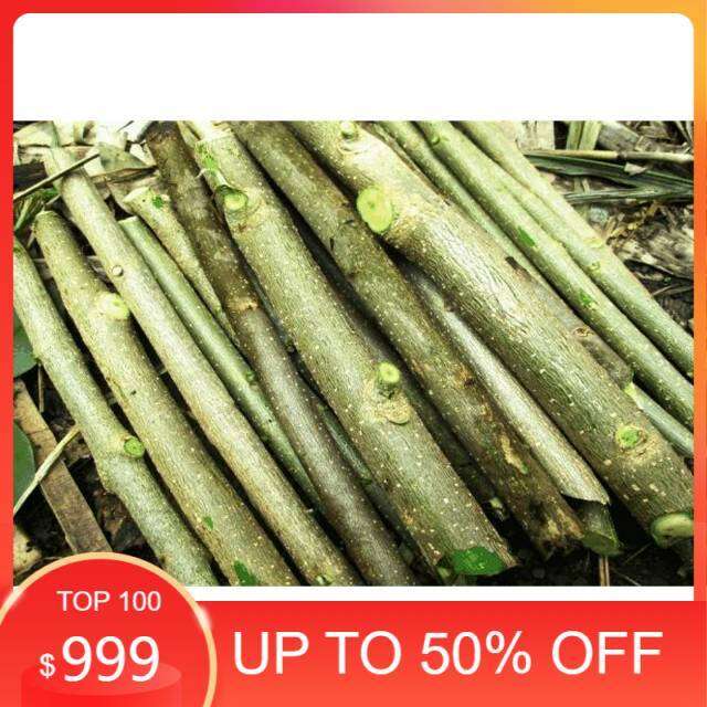 Ready stock Bibit pohon gamal 1kg untuk rambat vanili cutting stek ...