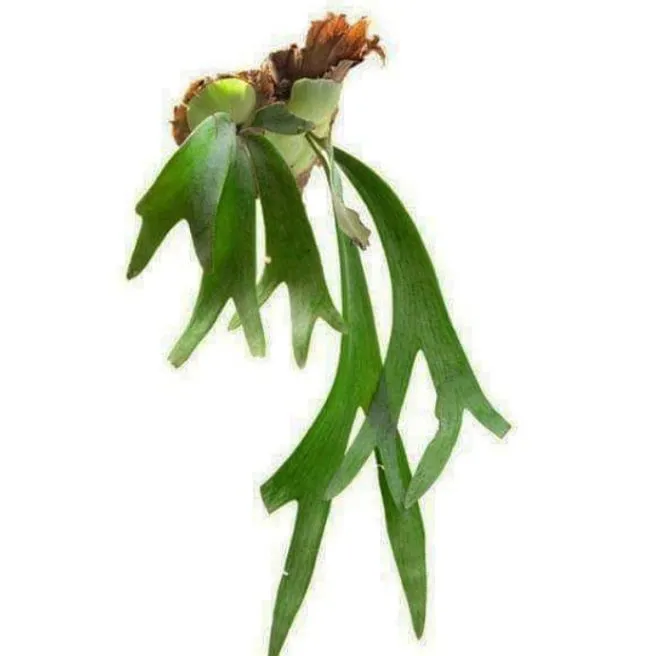 tanaman tempel platycerium / tanaman hias tanduk rusa / tanaman simbar ...