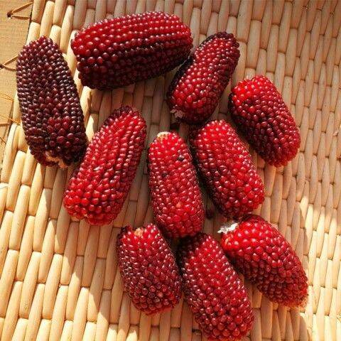 (New store promotion limited time favorable）High-quality corn seeds ...