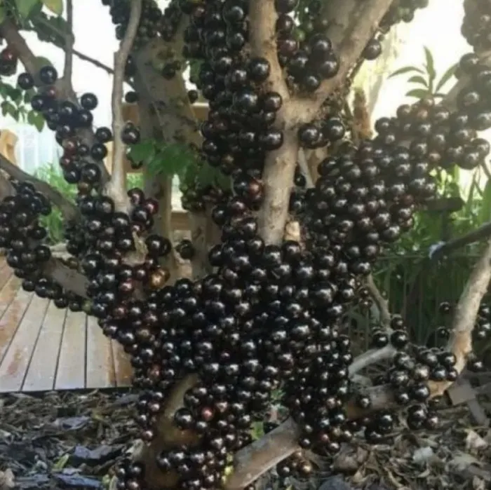 Bibit Tanaman Anggur Brazil - Pohon Buah Anggur Bataang - Jaboticaba ...