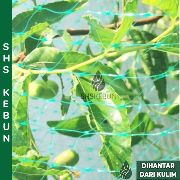 Anti Bird Net Protect Tree Net Jaring Anti Burung Jaring Burung SHS ...