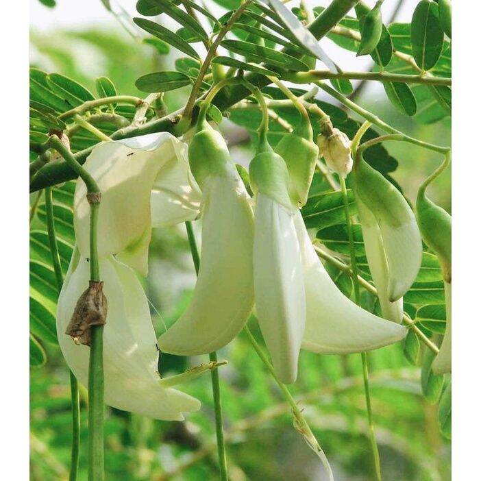 VICTORY SEED Benih Biji Turi PutihTuwi Toroy Tuli Suri Suring Palawu ...