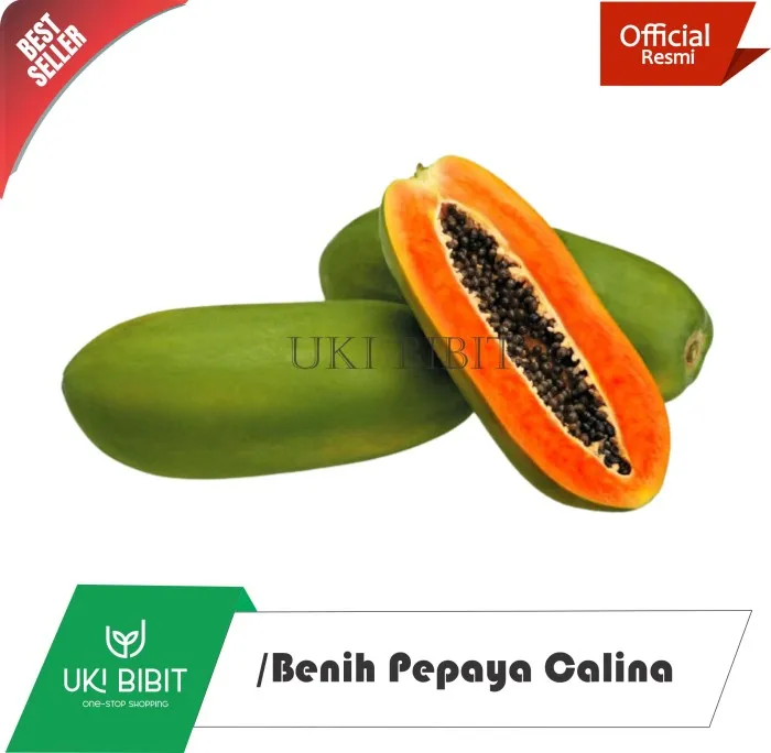( 6 Butir ) Benih Pepaya Calina IPB REPACK | Lazada Indonesia