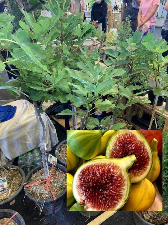 พันธุ์ Tiger Panache Figs ต้นมะเดื่อฝรั่ง อร่อย หวาน หอมมากๆ ต้นสมบูรณ์ ...