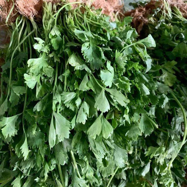 [Plantfilled] Kinchay Kintsai Kintsay Herb Seeds - Vegetable buy 1 take ...