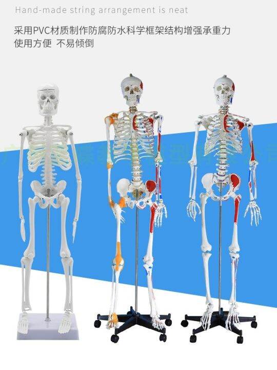 45CM 85Cm Human Skeleton Model Medical Standard Bone Specimen Skeleton ...