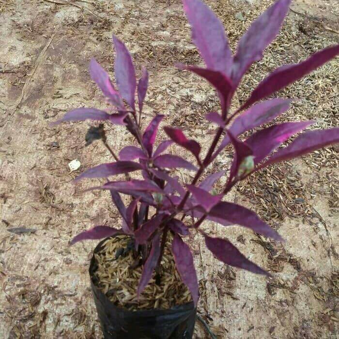 Pohon Erpah / Erva - Bayam Merah / Tanaman Hias Erpah - Bayam merah ...