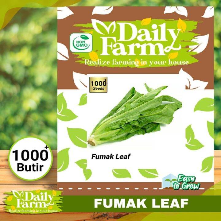 Benih Bibit Sayur Fumak Leaf 1000 SEED Selada Wangi Daily Farm | Lazada ...