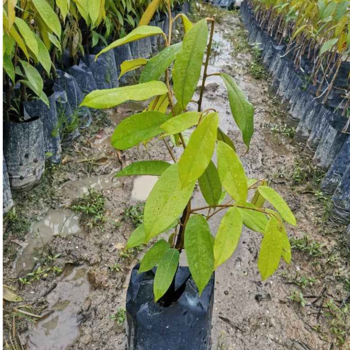 Durian Udang Merah/ Red Prawn Durian (Durio Zibethinus Var. ‘Red Prawn ...