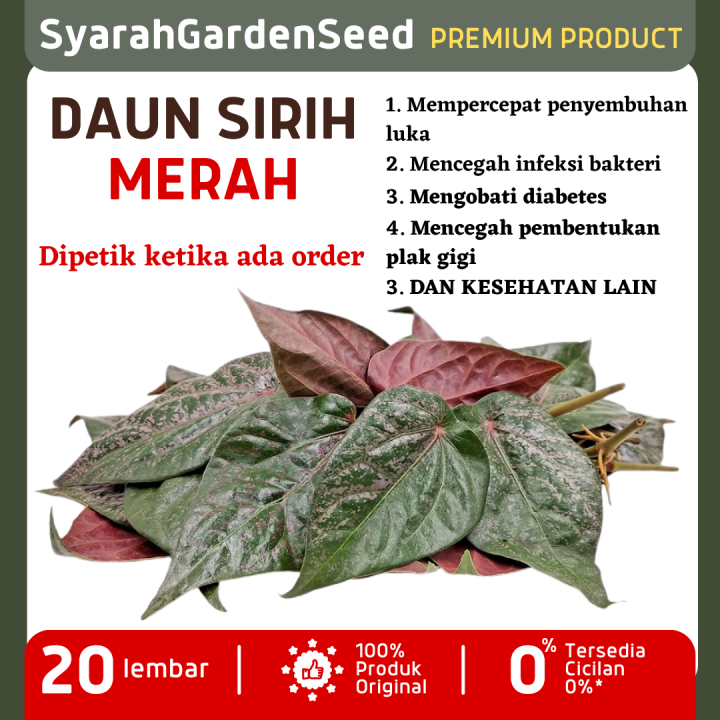 Daun Sirih Merah keputihan Diabetes asam urat | Lazada Indonesia