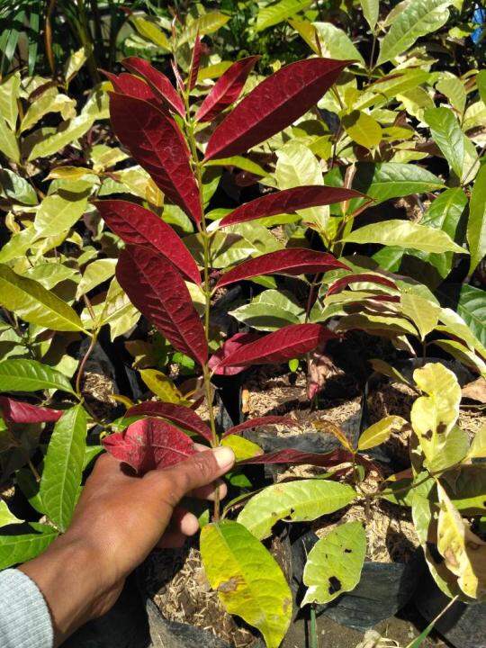 bibit daun merah sambang darah | Lazada Indonesia