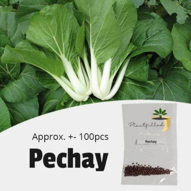 [Plantfilled] Pechay Seeds Vegetables - 50 seeds (not live plants ...