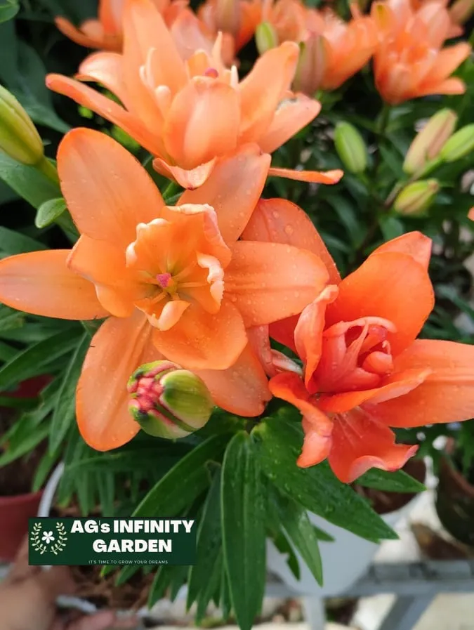 Orange Stargazer Lilies