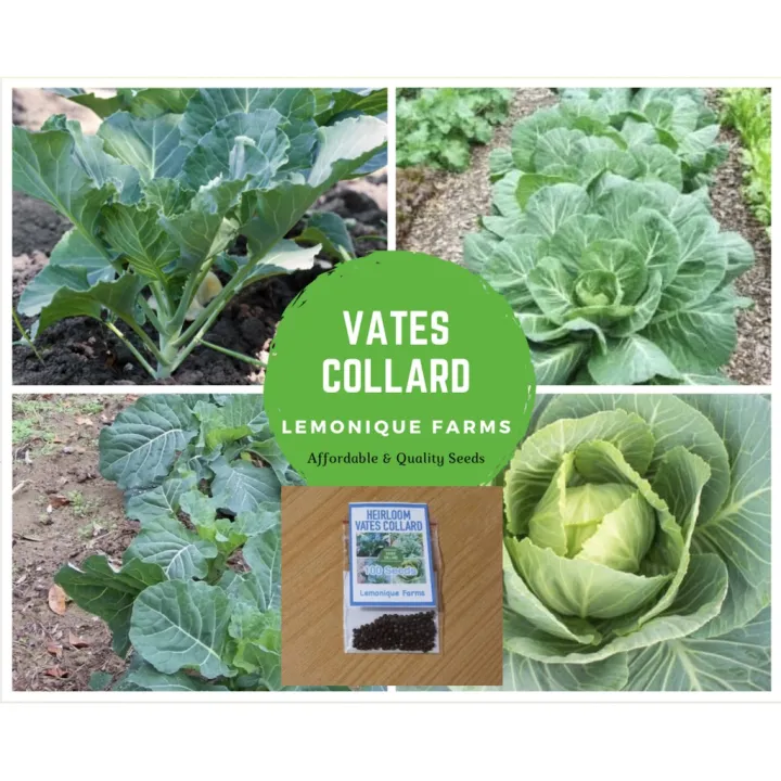 HEIRLOOM Vates Collard | Collard Greens Seeds | Spring Greens | Va(It's ...