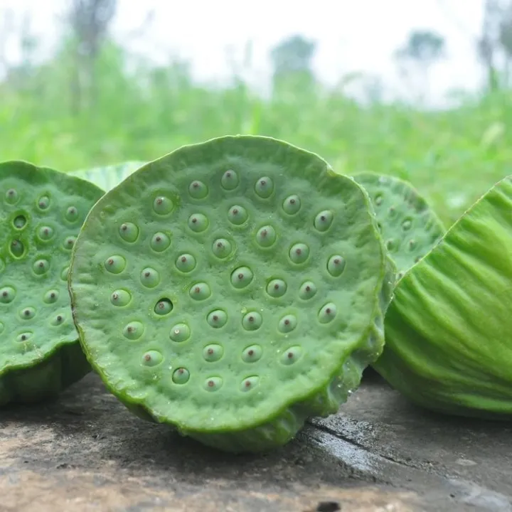 Mill large lotus seed yield lotus root lotus seed production field ...
