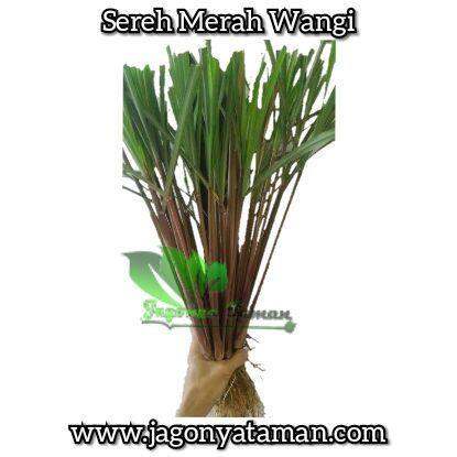 Tanaman Herbal Sereh Merah / Pohon Serai Merah / Tanaman Serai Sereh ...