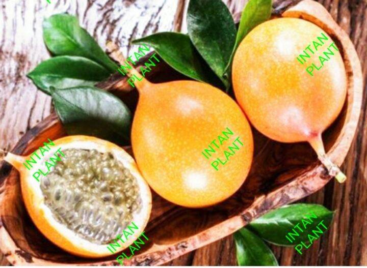 ANAK POKOK MARKISA MADU LILIKOI KUNING EMAS / GOLDEN HONEY WATER LEMON ...