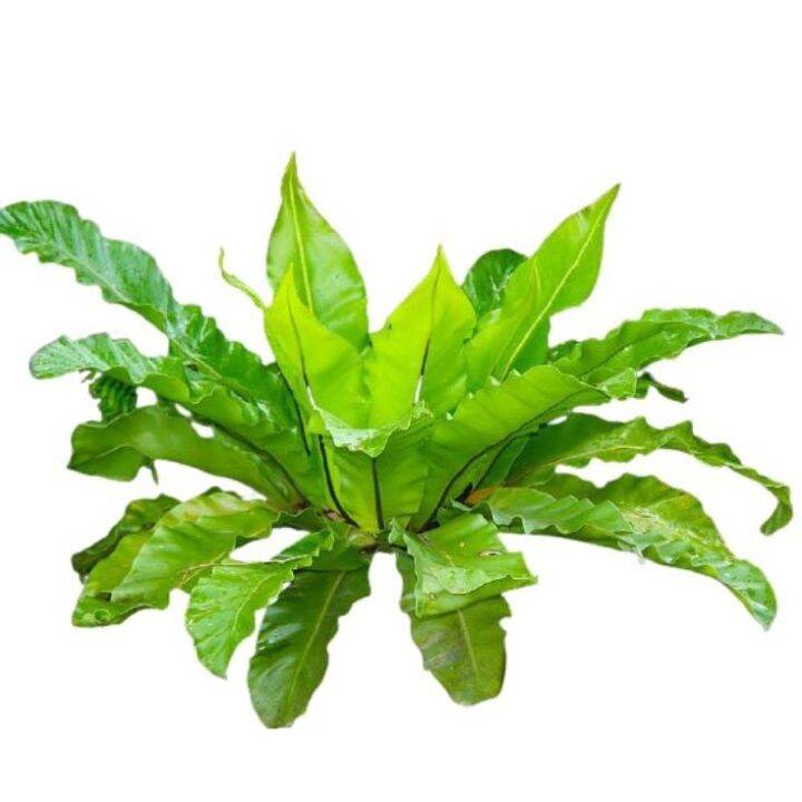 Readyy (BIG SIZE) tinggi 50cm tanaman hias KADAKA jenis aspenium ...