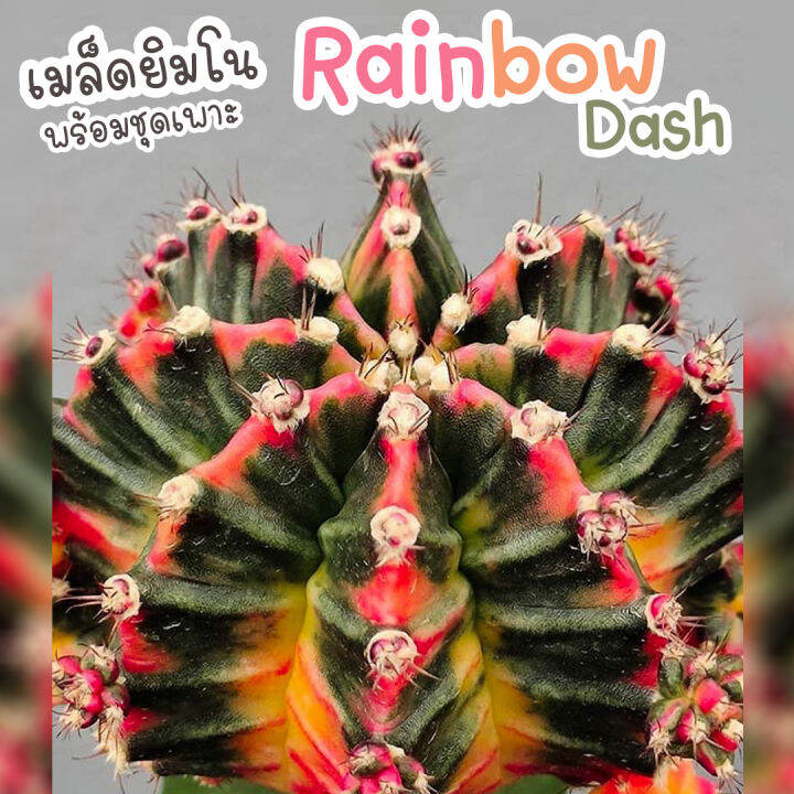 ชุดเพาะเมล็ด 🌈 Rainbow Dash 🌈 (Rainbow Dash ผสม LB2178) 🌵กระบองเพชร/แค ...