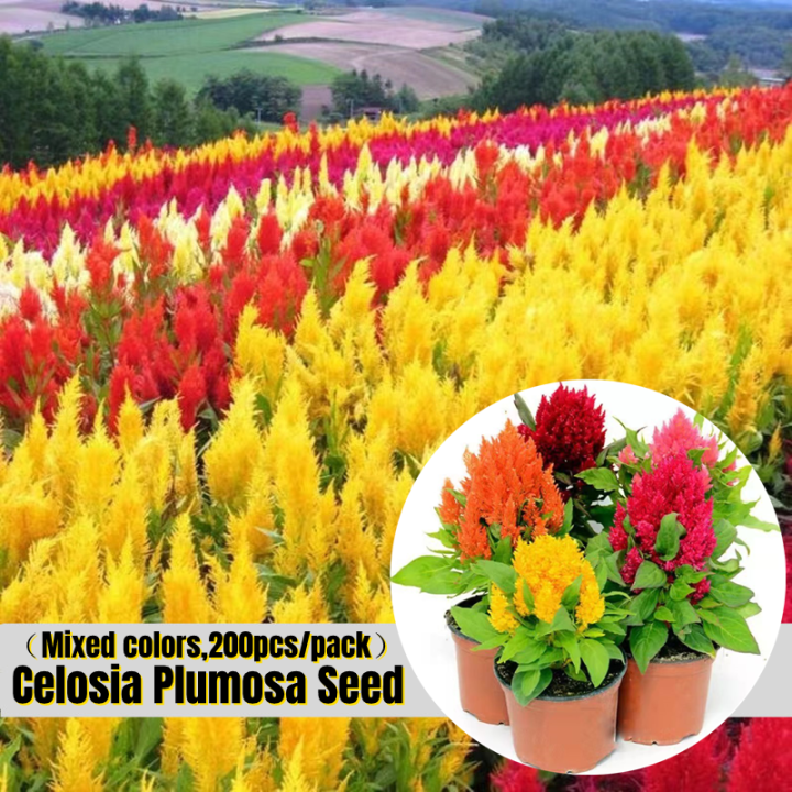 [Fast Growing] Assorted Colours Celosia Plumosa Flower Seeds for Sale ...