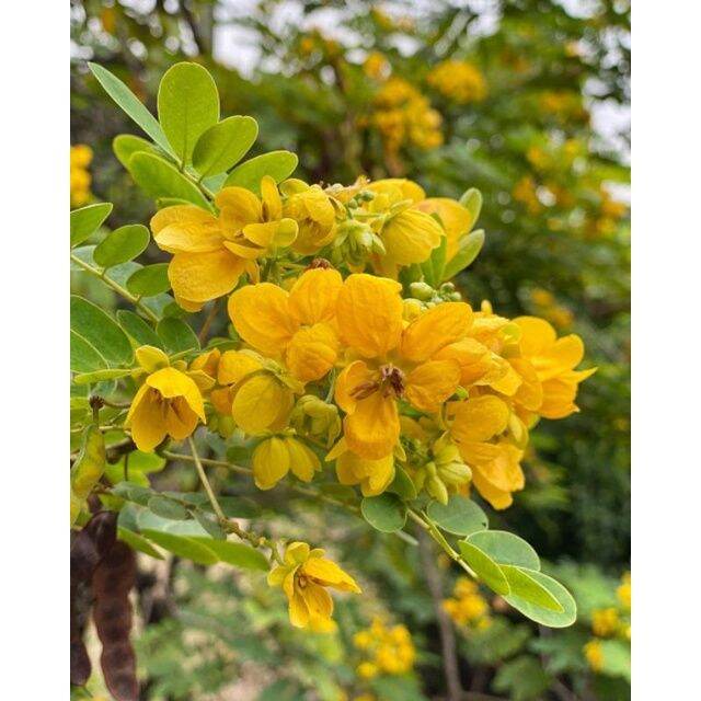 tanaman hias akasia golden / bunga akasia golden | Lazada Indonesia