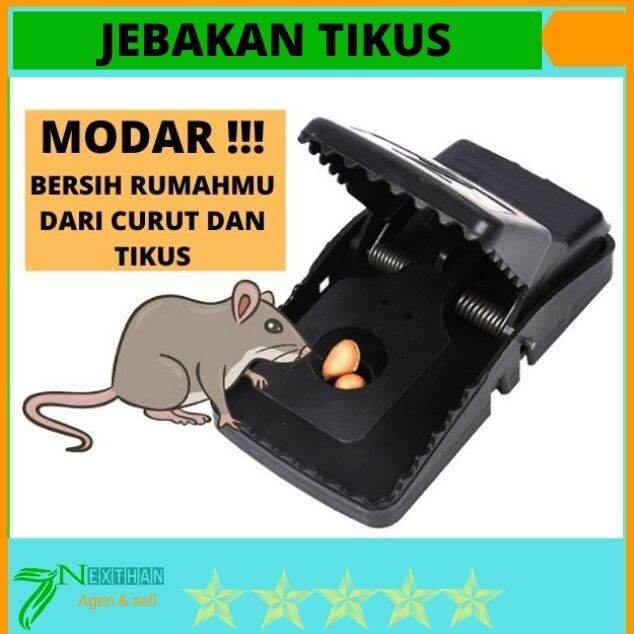 Jebakan Tikus Paling Ampuh / Jebakan Tikus Besar Curut Capit Jepit Mati ...