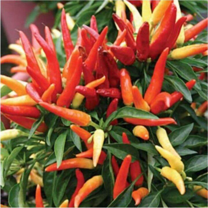 CABE RAWIT SETAN 20 biji / bibit / benih CABAI RAWIT SETAN | Lazada ...